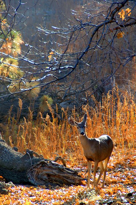 John Rand - Photography