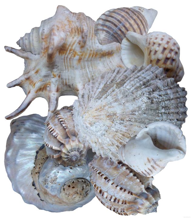 Sea Shells - Brigitte Barabas - Photography, Landscapes & Nature, Beach ...