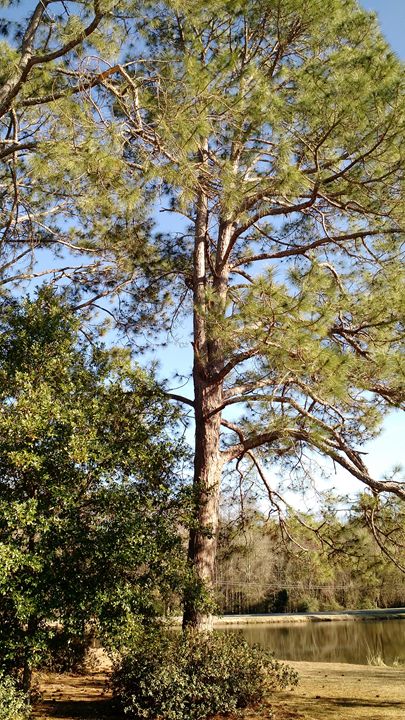 Great Georgia Pine - Whatever Life Deals - Photography, Landscapes ...