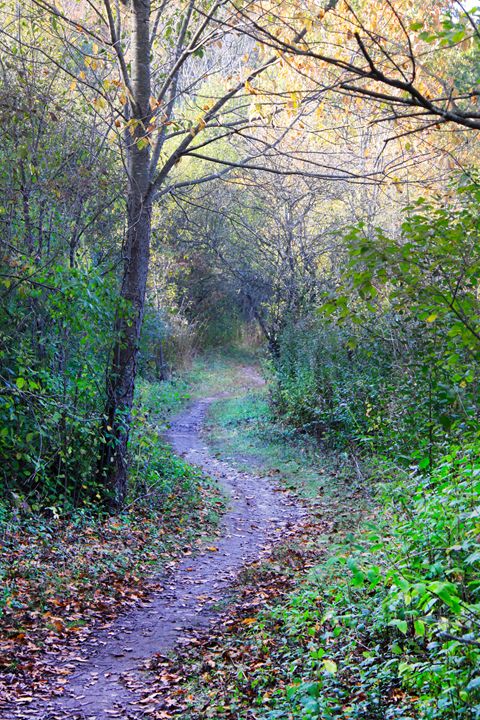 Winding Path - Wendy Theisen Halsey Photography - Photography ...