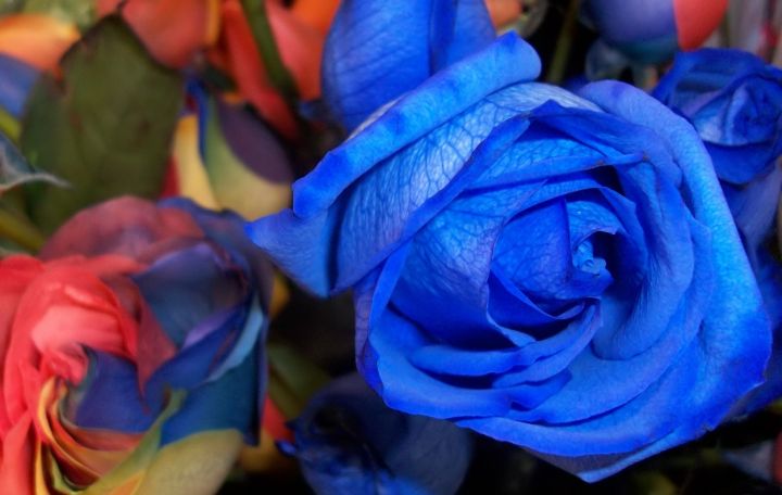 Blue Rose - Left Hand Prints - Photography, Flowers, Plants, & Trees ...