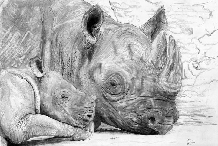 Mother rhino with baby - Liam Chase Studio - Drawings & Illustration ...