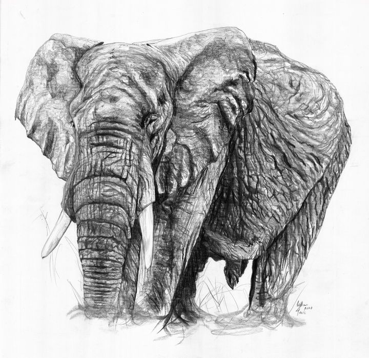 Lone bull - Liam Chase Studio - Drawings & Illustration, Animals, Birds ...