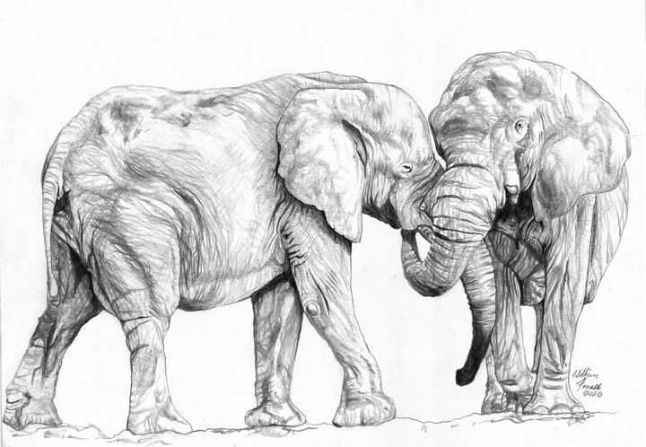 Elephant pair - Liam Chase Studio - Drawings & Illustration, Animals ...
