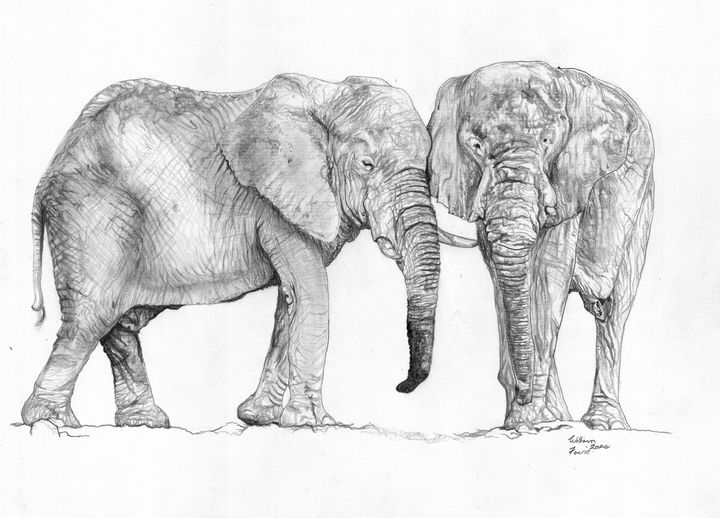 Elephant pair 2 - Liam Chase Studio - Drawings & Illustration, Animals ...