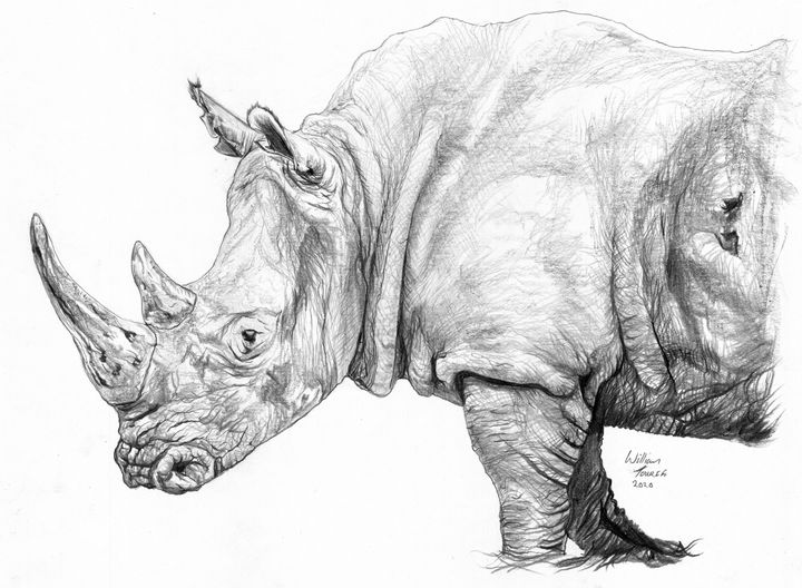 Rhinoceros illustration - Liam Chase Studio - Drawings & Illustration ...