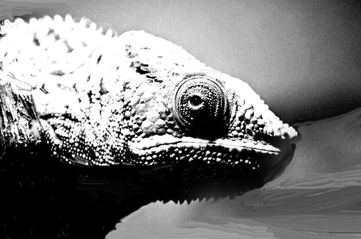 Reptile - Rene art - Photography, Abstract, Other Abstract - ArtPal