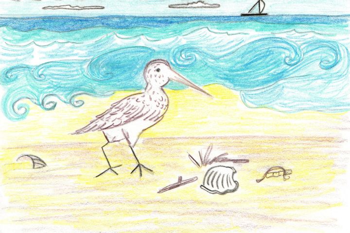 Sandpiper - Jenni Vanderwalker - Drawings & Illustration, Landscapes ...