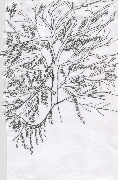 Suwanee Tree - Jenni Vanderwalker - Drawings & Illustration, Landscapes ...