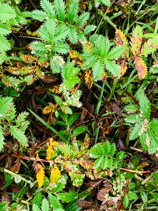 A Drop of Fall - Morgan's Photography - Photography, Landscapes ...