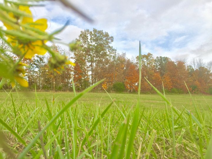 Flower in the field - Crafty Crafting Katy - Photography, Flowers ...