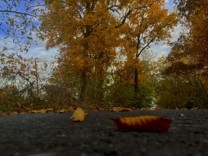Fallen leaves - Crafty Crafting Katy - Photography, Flowers, Plants ...