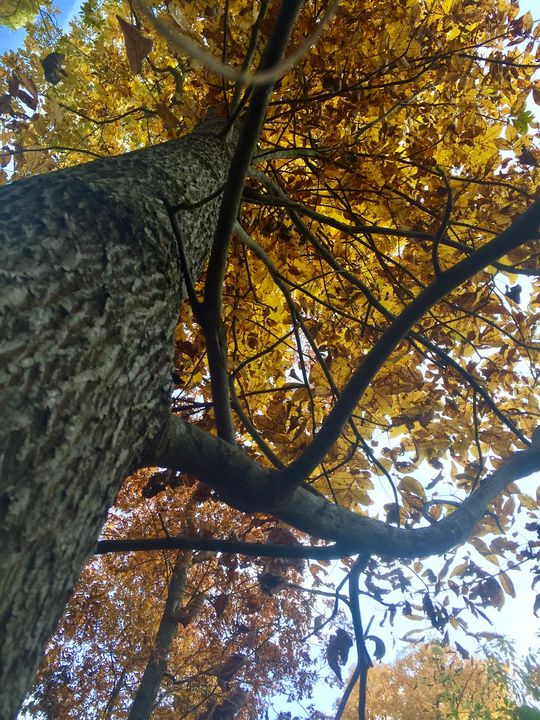 Yellow Tree - Crafty Crafting Katy - Photography, Flowers, Plants ...