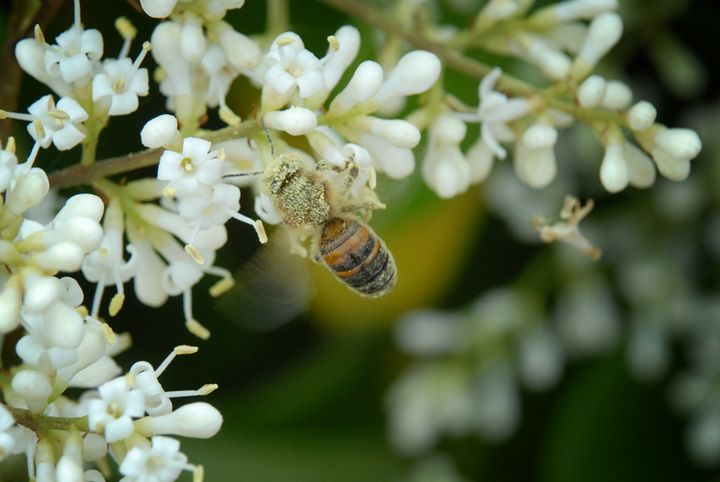 Covered in Pollen - Colleen G. Drew Photography - Photography, Flowers ...