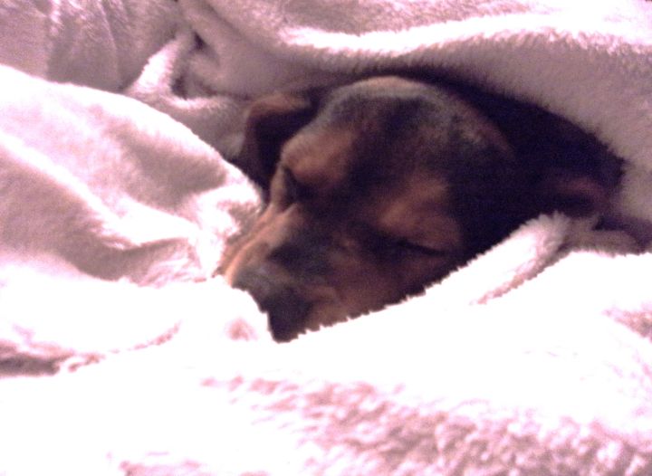 The Beagle Sleeps Tonight - Kenneth Pawlak - Photography, Animals ...