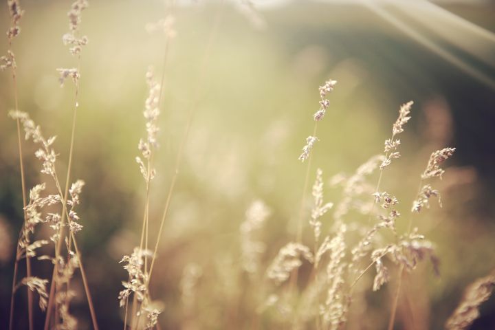 Gentle - Reflective Perspective Photography - Photography, Flowers ...