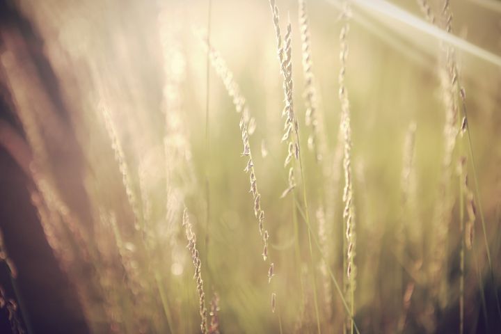Hope - Reflective Perspective Photography - Photography, Flowers ...