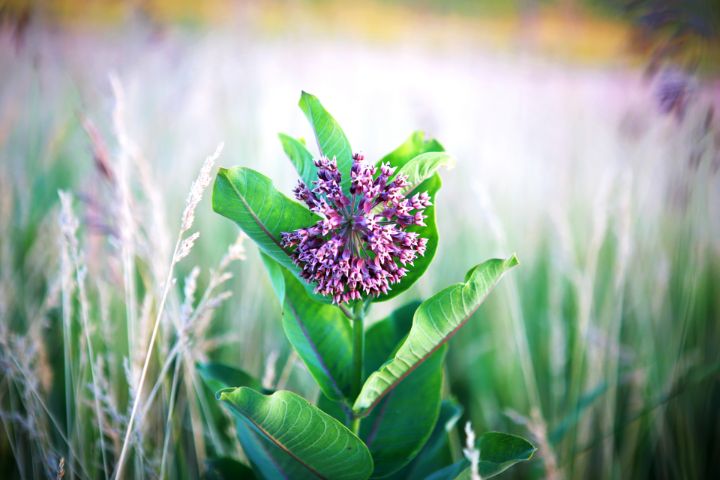 Humble - Reflective Perspective Photography - Photography, Flowers ...