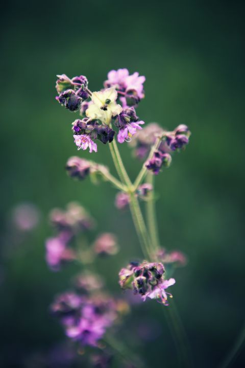 Bliss - Reflective Perspective Photography - Photography, Flowers ...