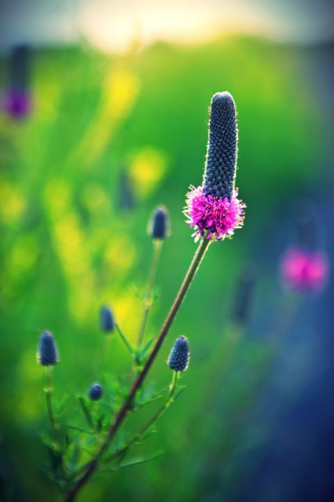 Enough - Reflective Perspective Photography - Photography, Flowers ...