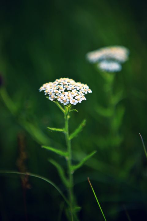 Simple - Reflective Perspective Photography - Photography, Flowers ...