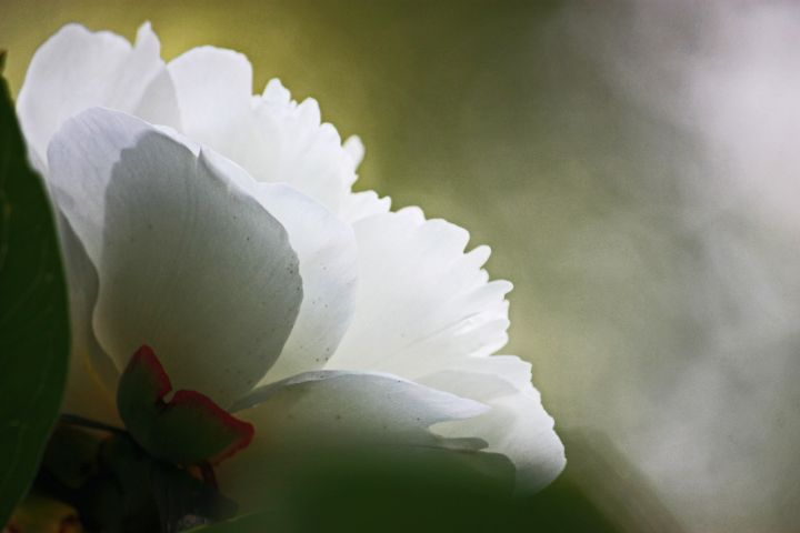 Mystify - Reflective Perspective Photography - Photography, Flowers ...