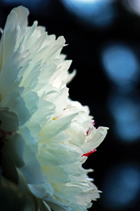 Floral - Reflective Perspective Photography - Photography, Flowers ...