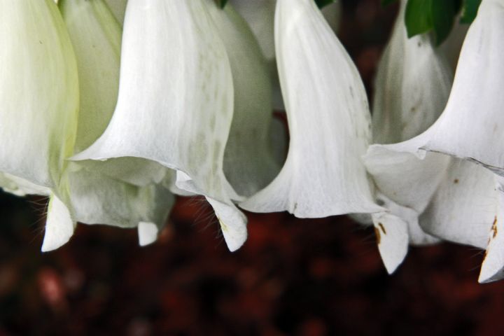 Harmony - Reflective Perspective Photography - Photography, Flowers ...