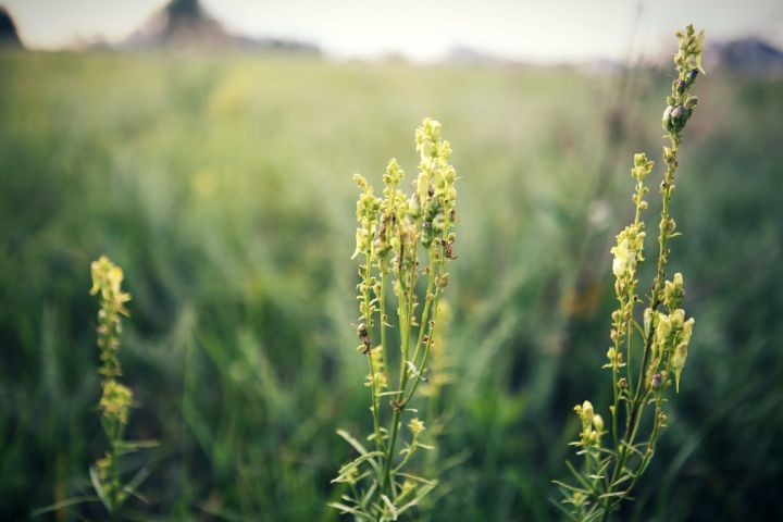 Summer - Reflective Perspective Photography - Photography, Flowers ...