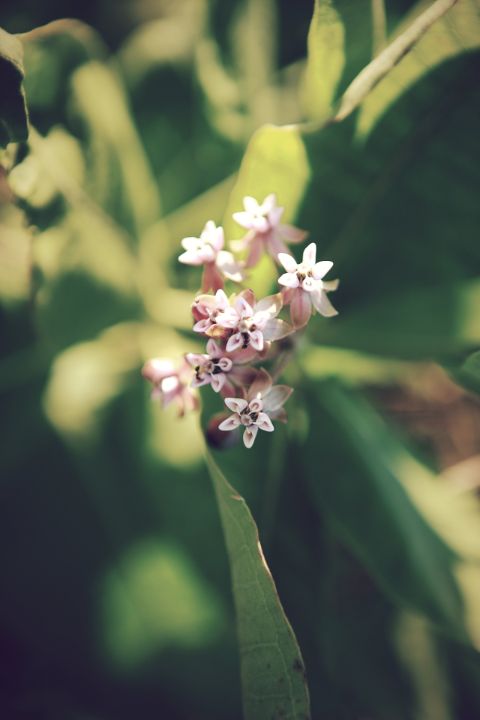 Deep - Reflective Perspective Photography - Photography, Flowers ...