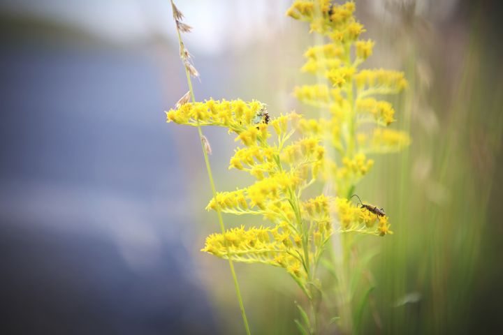 Enlight - Reflective Perspective Photography - Photography, Flowers ...