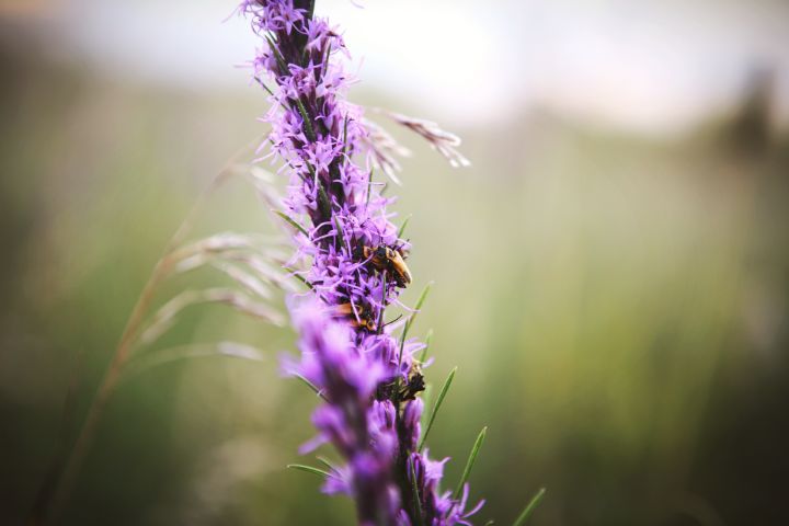 Delicate - Reflective Perspective Photography - Photography, Flowers ...