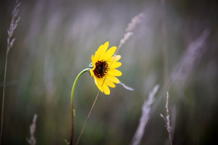 Provided - Reflective Perspective Photography - Photography, Flowers ...