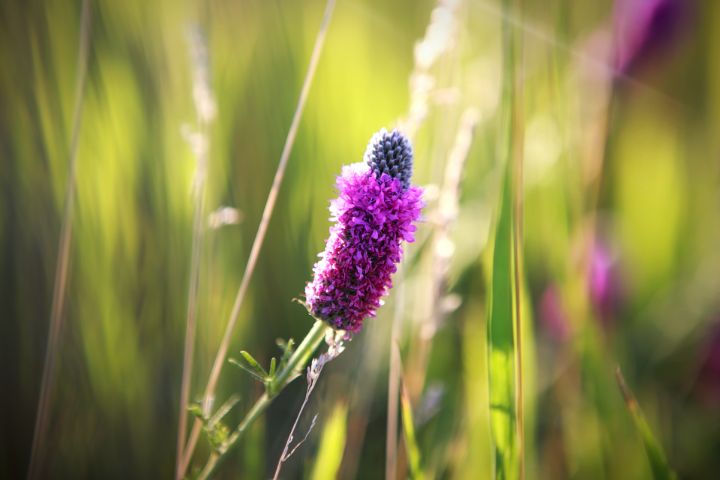 Growth - Reflective Perspective Photography - Photography, Flowers ...