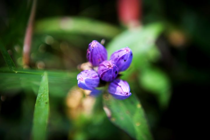 Spotted - Reflective Perspective Photography - Photography, Flowers ...