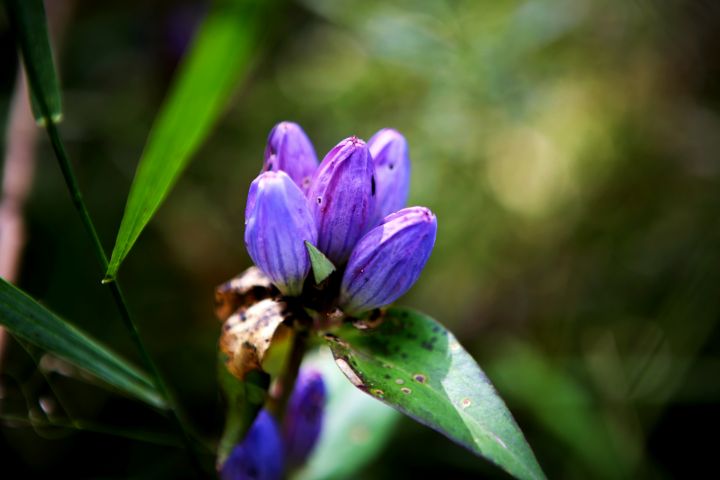Compliment - Reflective Perspective Photography - Photography, Flowers ...