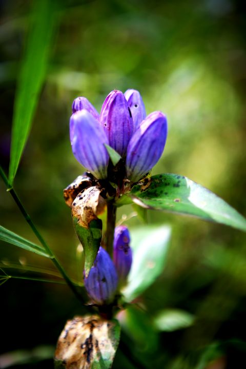 Violet - Reflective Perspective Photography - Photography, Flowers ...