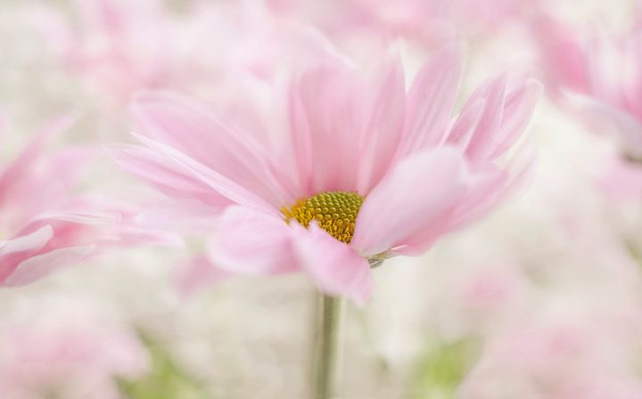 Dancing Cosmos - Blossoms - Photography, Flowers, Plants, & Trees ...