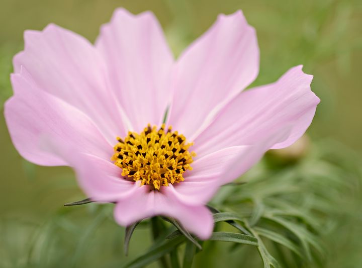 Cosmos - Blossoms - Photography, Flowers, Plants, & Trees, Flowers ...