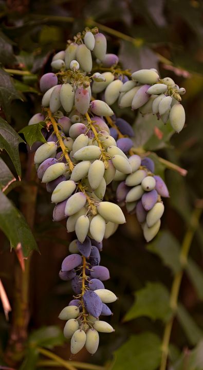 Mahonia - Blossoms - Photography, Flowers, Plants, & Trees, Trees ...
