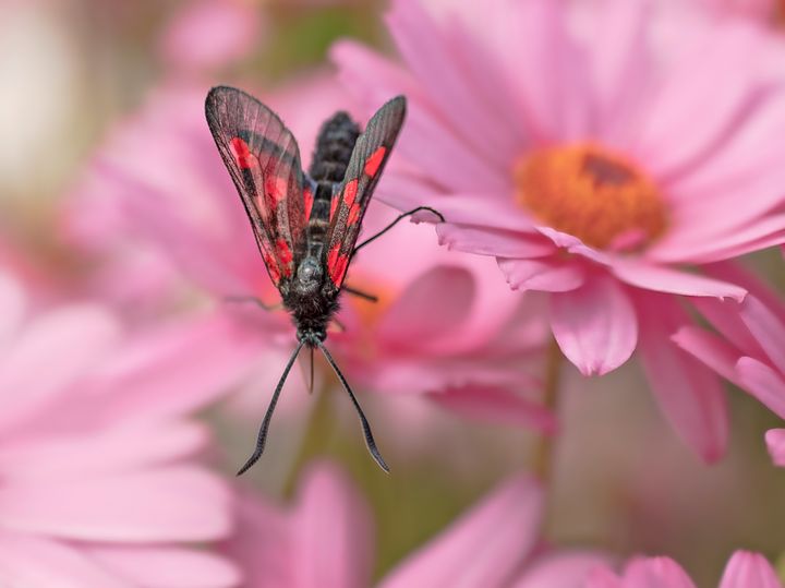 Burnet moth - Blossoms - Photography, Animals, Birds, & Fish, Bugs ...