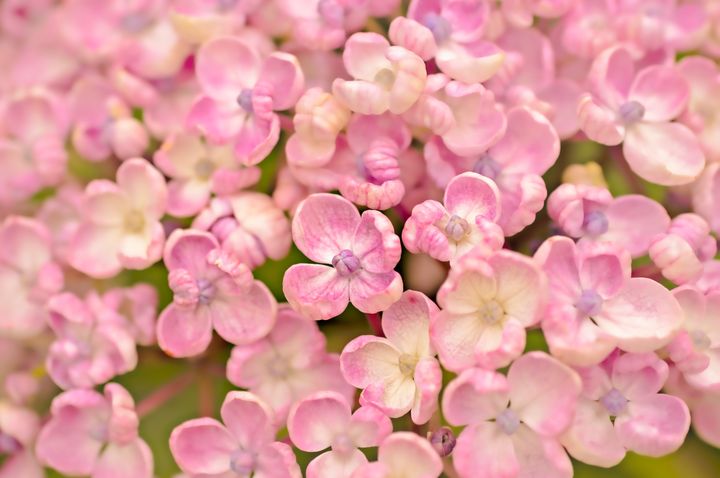 Hydrangea - Blossoms - Photography, Flowers, Plants, & Trees, Flowers ...