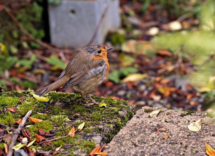 Robin - Blossoms - Photography, Animals, Birds, & Fish, Birds, Robins ...