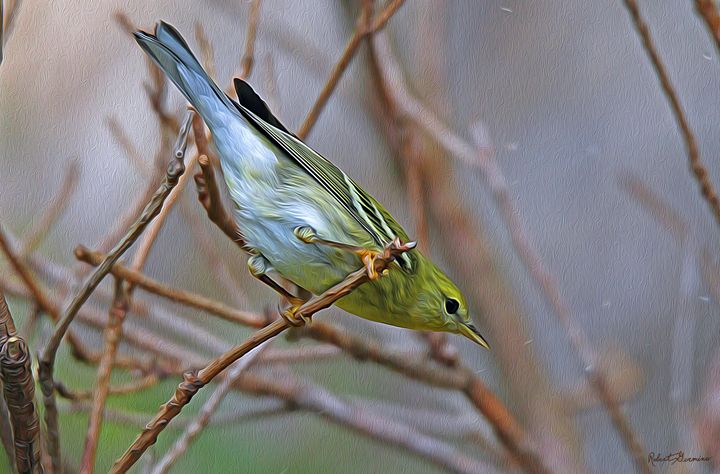 Darting Down - Harmonic Imagery - Paintings & Prints, Animals, Birds ...