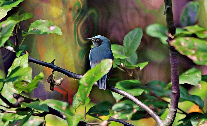 Inconspicuous - Harmonic Imagery - Paintings & Prints, Animals, Birds ...