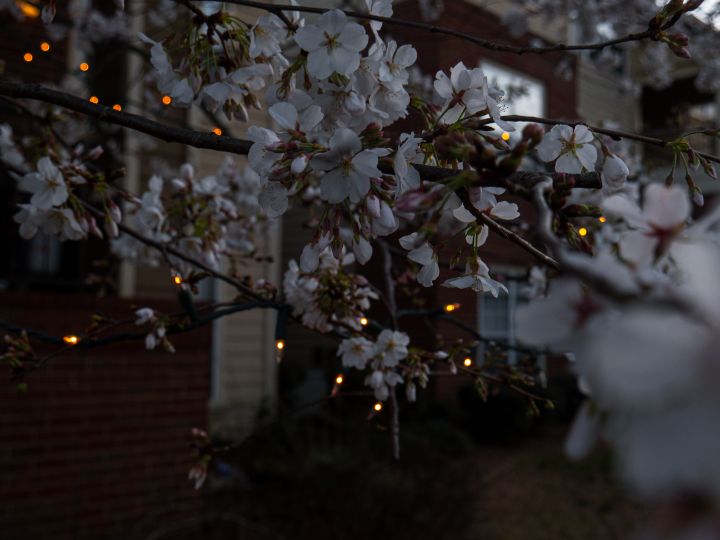 Blooming Lights - EQ Art - Photography, Flowers, Plants, & Trees ...