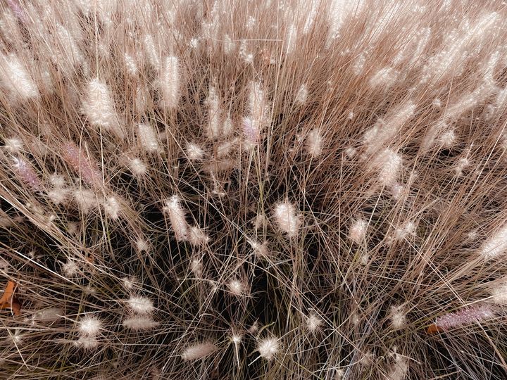 blooming grass flowers field texture - TimmyLA - Photography, Flowers ...