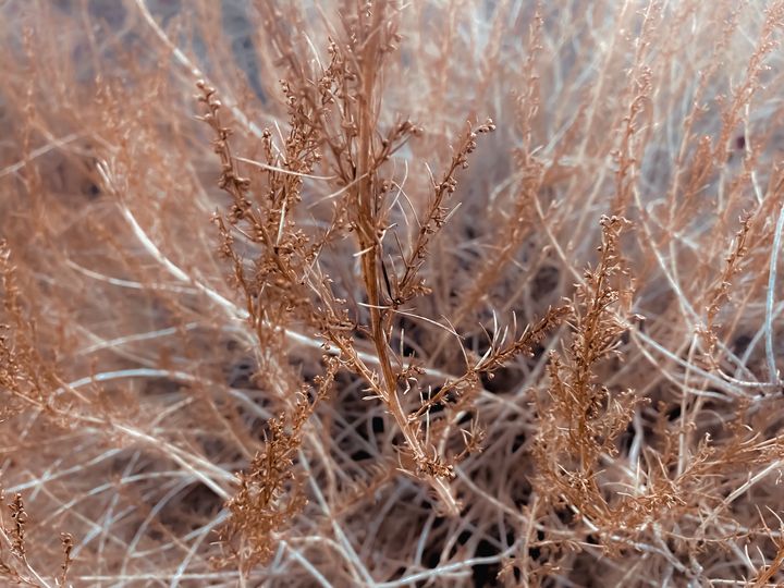 Closeup dry brown plant texture - TimmyLA - Photography, Flowers ...