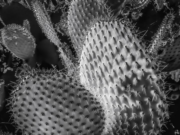 Closeup cactus plant texture - TimmyLA - Photography, Flowers, Plants ...