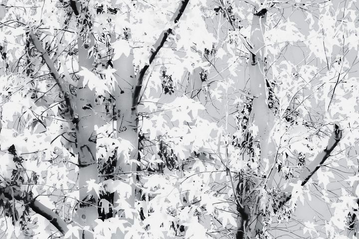 white maple leaves - TimmyLA - Photography, Flowers, Plants, & Trees ...